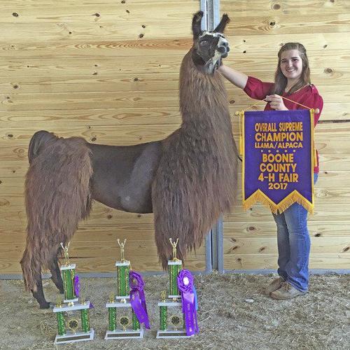 Llama show spotlights llama-human bonds | Local News | reporter.net