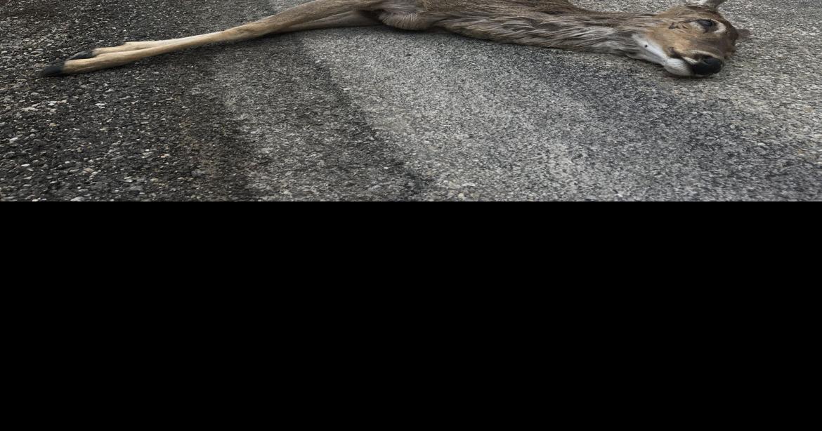 Studying wildlife ecology through road-killed animals ...