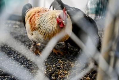 Police capture elusive chickens in Washington town | Idaho ...