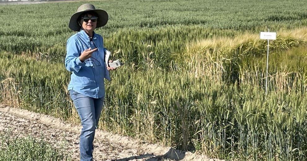 U of I database of crop variety trials to provide new tool to ...