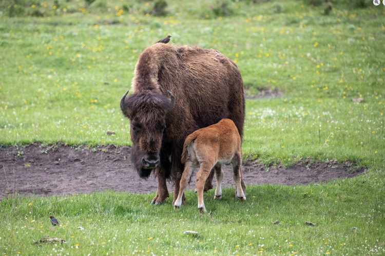 Lots of wildlife to see at Yellowstone National Park | Local News ...