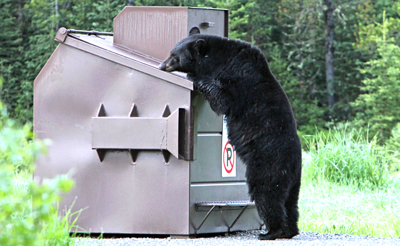 Bear roaming East Idaho city proving difficult to capture | Hunting ...
