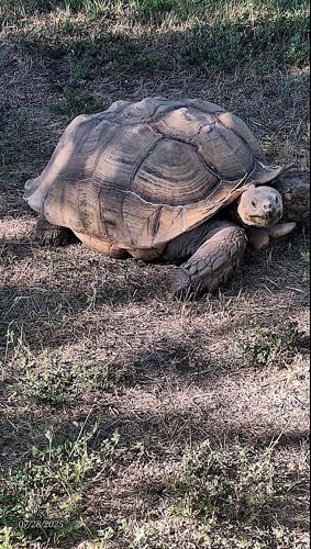 100-pound, 40-year-old tortoise gone missing, possibly 'tortoisenapped ...
