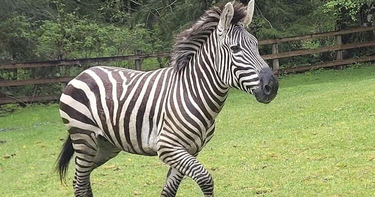 Escaped zebra captured near Seattle after gallivanting around Cascade mountain foothills | Local ...