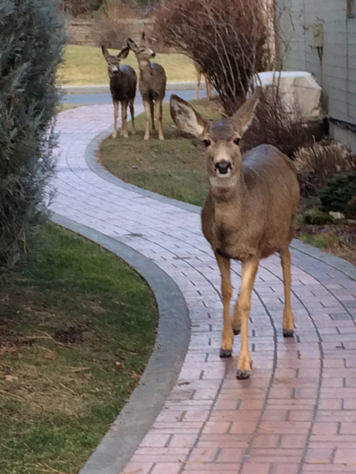 Feeding backyard deer and elk does more harm than good | Local News ...