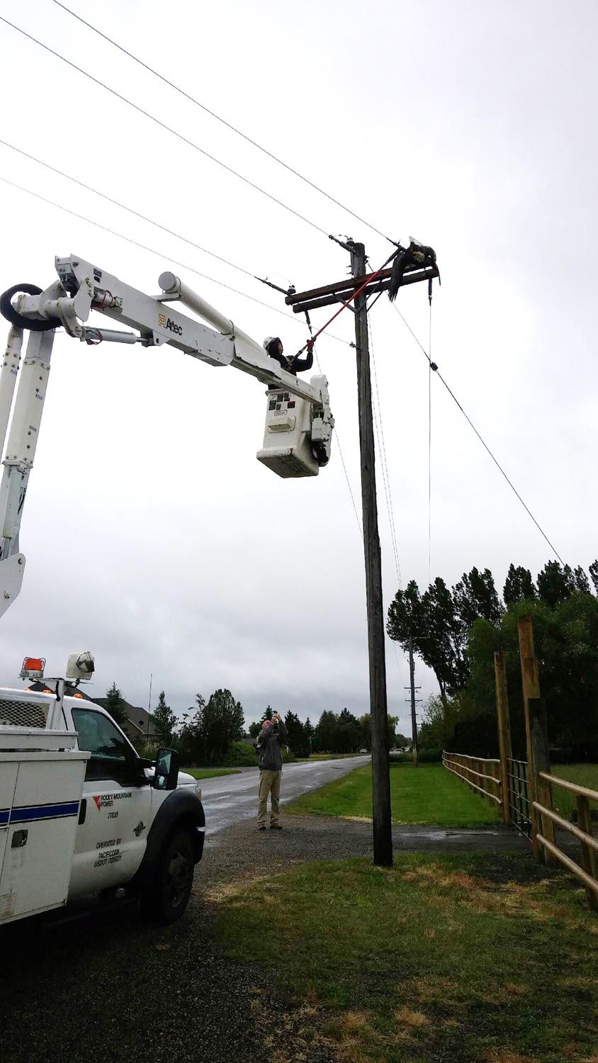 Lineman called a hero after rescuing eagle | Local News ...