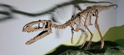 ISU museum showcases never-before-seen fossils in exhibit | Idaho ...