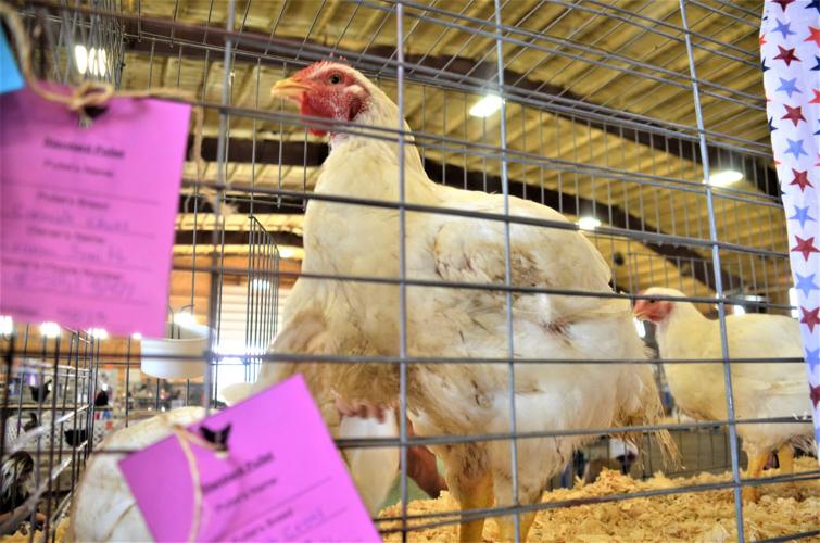 Madison County Fair runs through Saturday | Local News ...