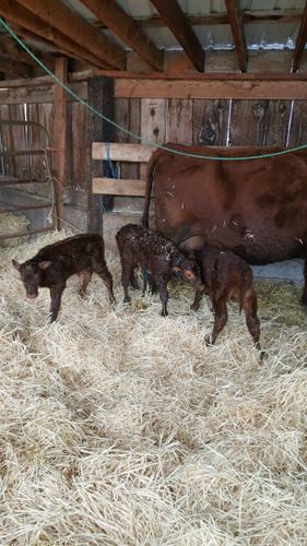 Local cow gives birth to triplets | Zoology | rexburgstandardjournal.com