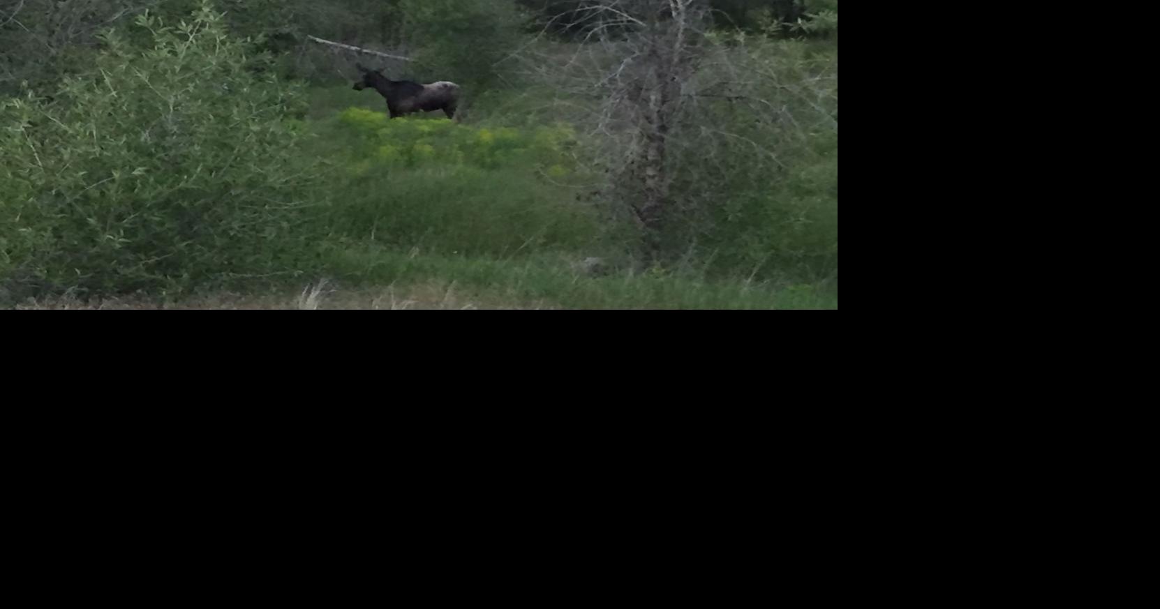 Baby Bullwinkle spied in Rexburg on Tuesday night, Wednesday morning ...