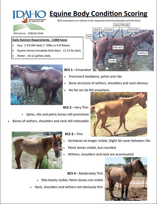 Concerns raised over horses south of Rexburg | Idaho ...