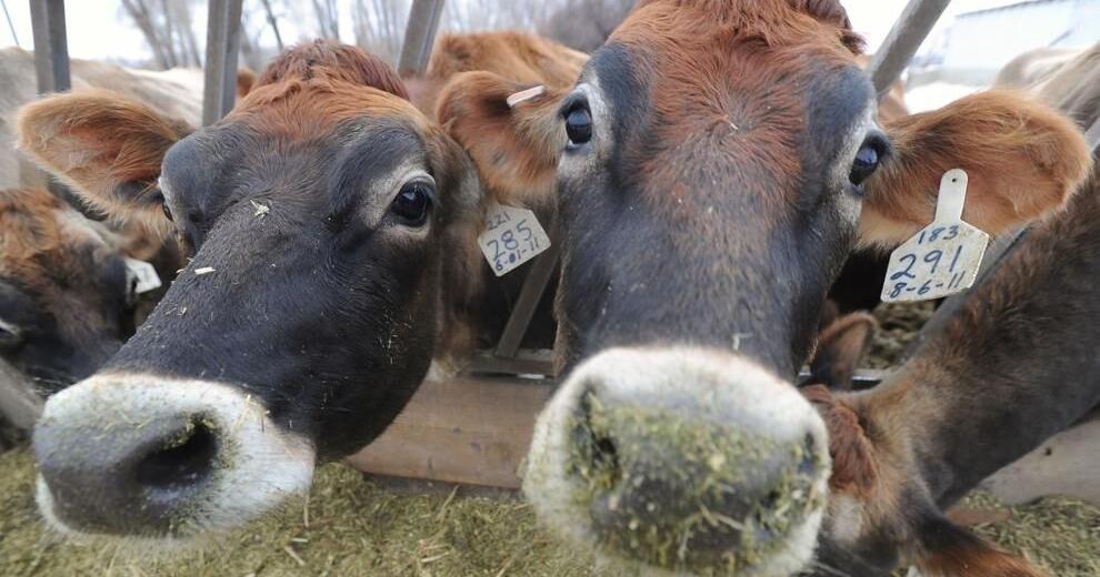 Ranchers left with dead cattle, as wave of livestock shootings spreads ...