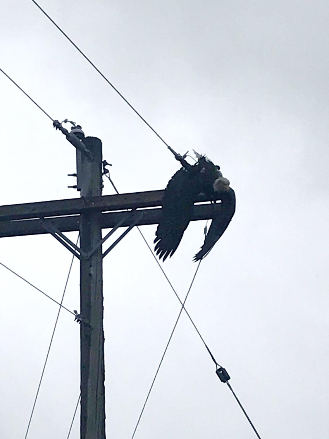 Lineman called a hero after rescuing eagle | Local News ...