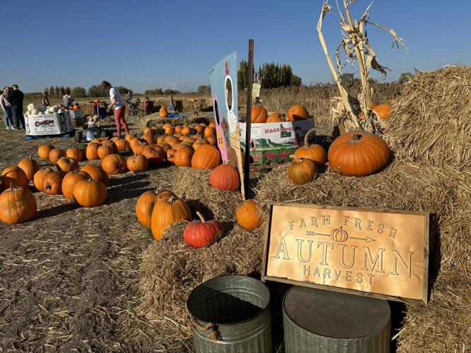 Sugar-Salem FFA hosts family-friendly pumpkin patch | Local News ...