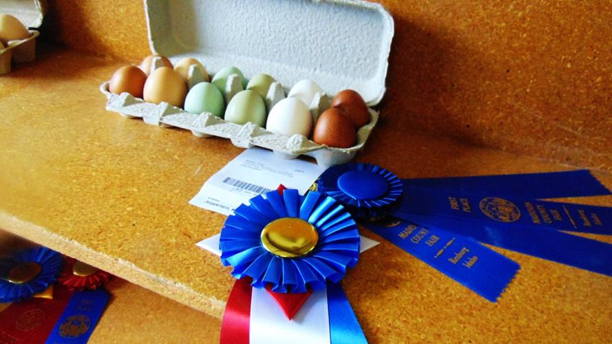 Madison County Fair 2025 | Local News | rexburgstandardjournal.com