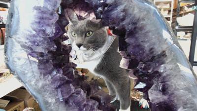 Famous Thor reaches 'middle age,' celebrates 10th birthday Tuesday ...