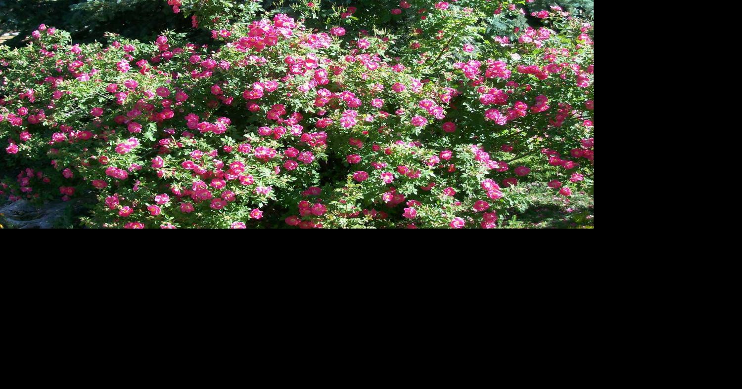 The Gardener: Growing roses the easy way | Opinion ...