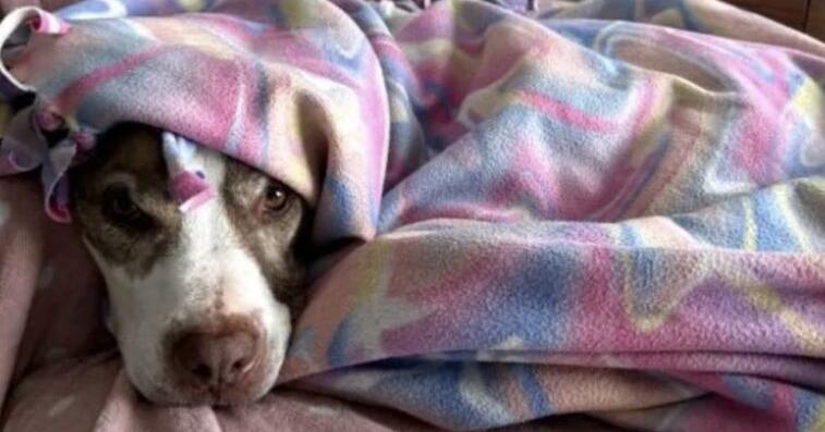Meth burn by FBI smokes out Montana animal shelter | Local News ...