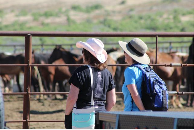 BLM to host tours of Bruneau Off-Range Wild Horse Corrals | Local News ...