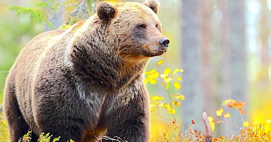 Hunter shoots grizzly bear in self-defense on the Caribou-Targhee ...
