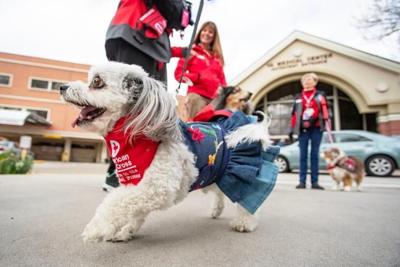 Therapy dogs bring warm fuzzies to Boise VA | Idaho ...