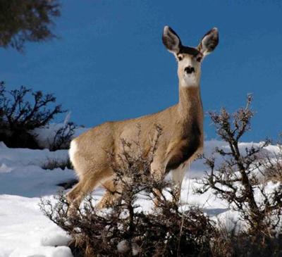 IDFG Upper Snake region to hold scoping meetings to present proposed ...