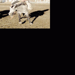 Rodeo action to highlight Whoopee Days festivities | Sports ...