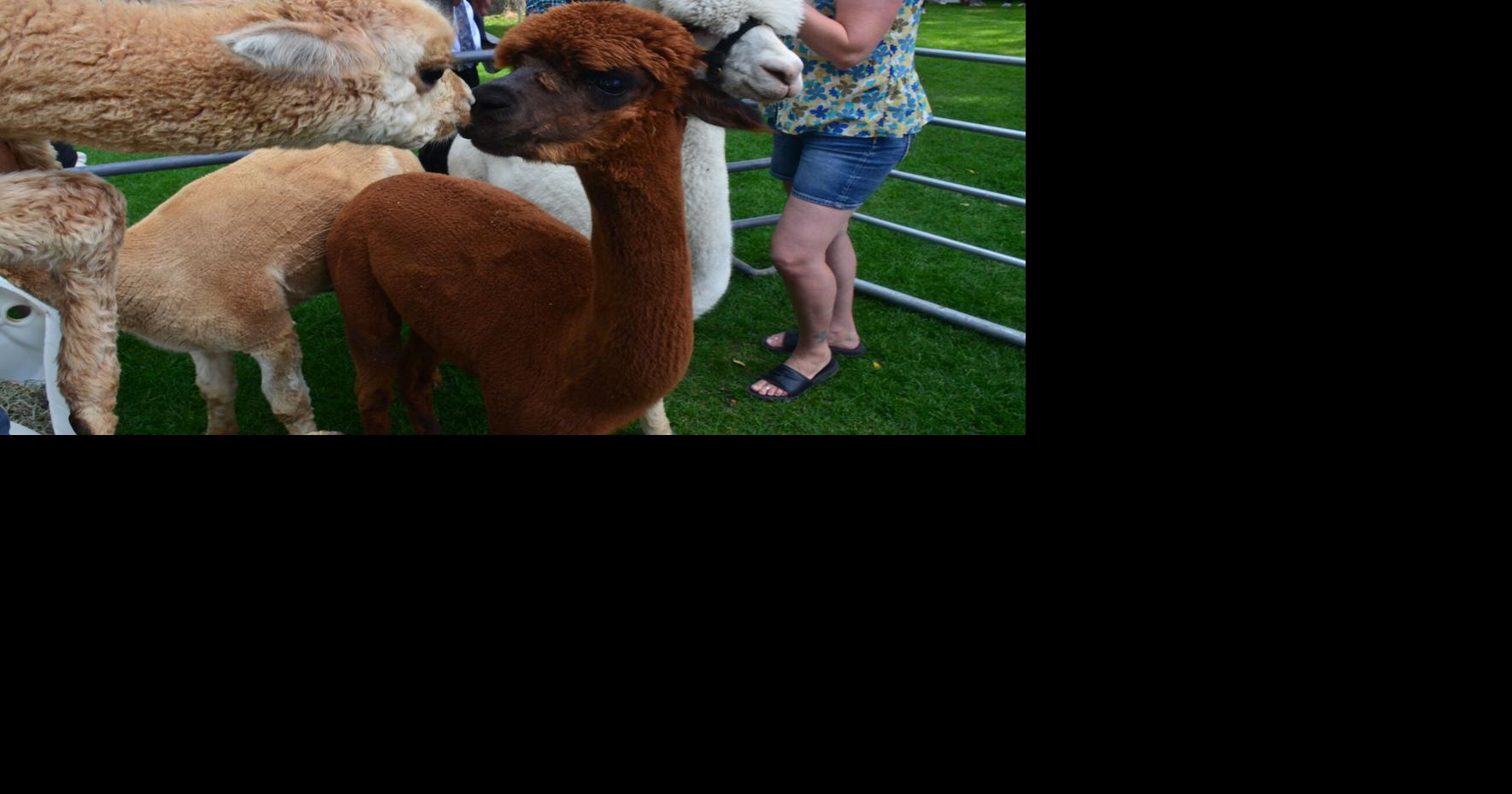 Experience Rexburg a hit thanks to alpacas | Company ...