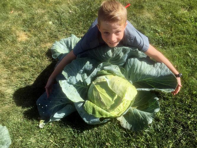 Adams Elementary student wins contest for 24-pound cabbage | Local News ...