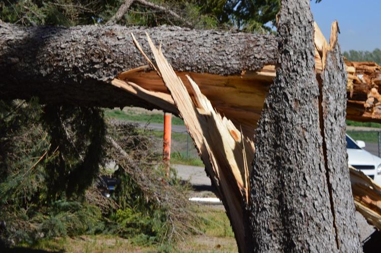 Wind storm whips through Upper Valley knocking down trees | News ...