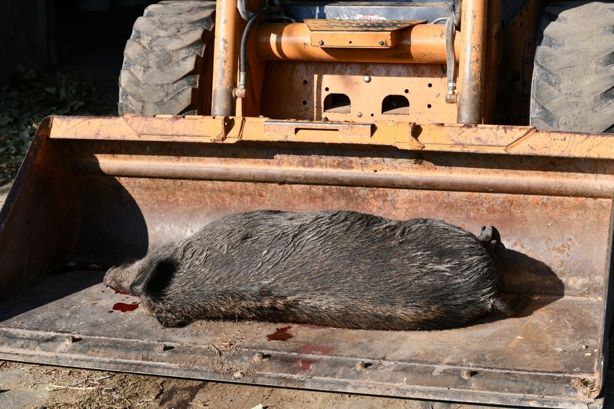 Feral hog shot dead near Rigby | Idaho | rexburgstandardjournal.com