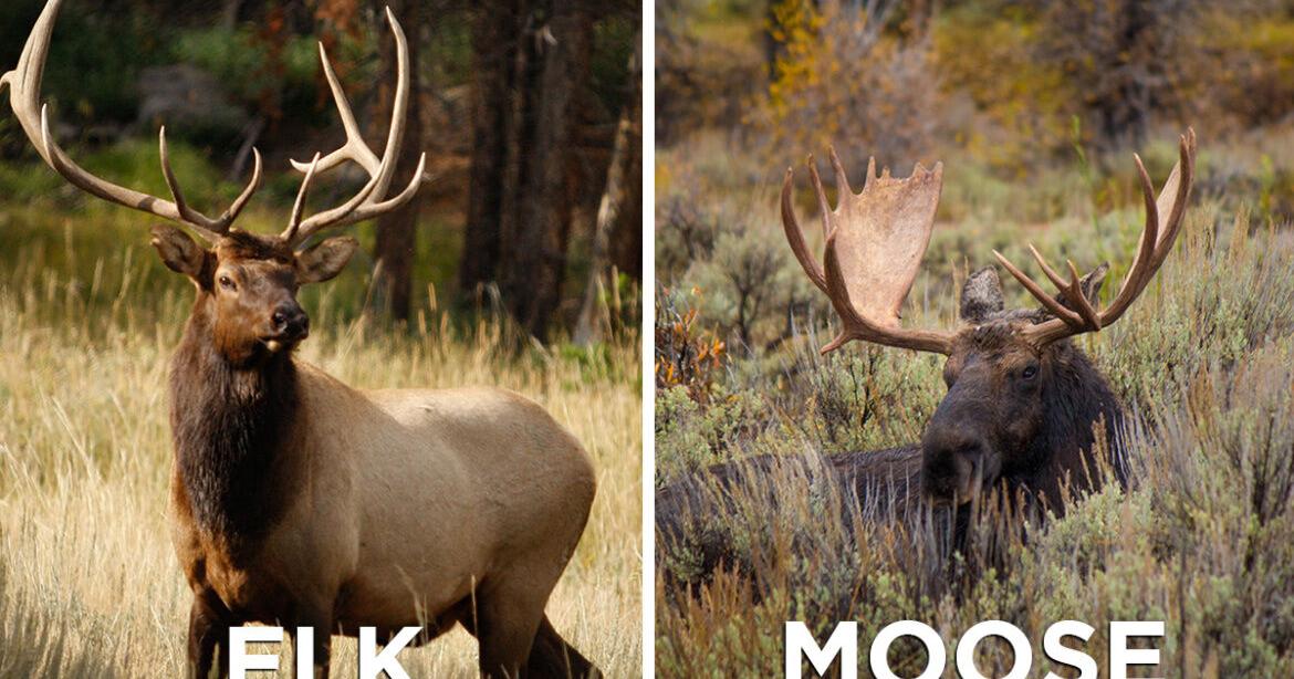 Know the difference between a bull elk and bull moose before you ...