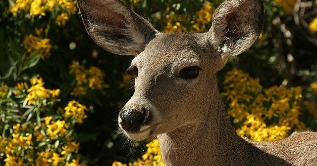 Stinking Springs and Egin areas closed to protect wildlife | Freeaccess ...