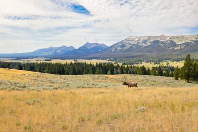 Yellowstone Bull Elk unpredictable and dangerous during fall mating ...