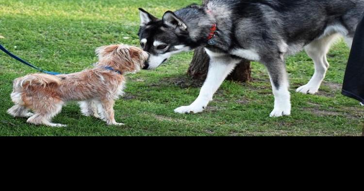 Ashton approves amended dog ordinance | | rexburgstandardjournal.com