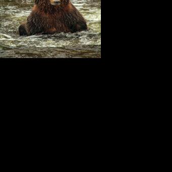 Biologists set to begin grizzly bear captures for research purposes in ...