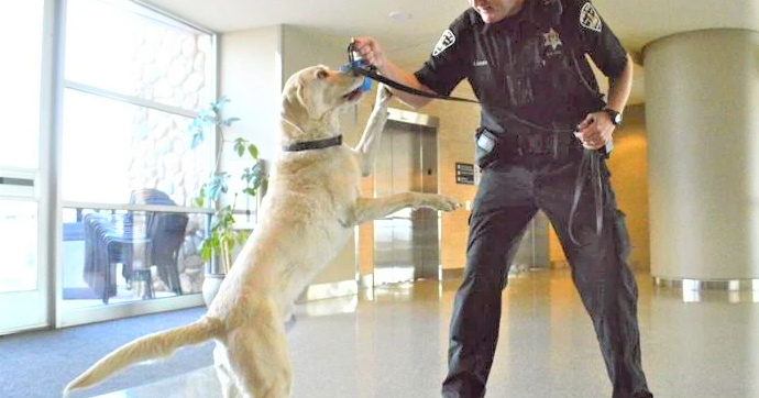 Idaho airport celebrates its working dog Lubo | Idaho ...