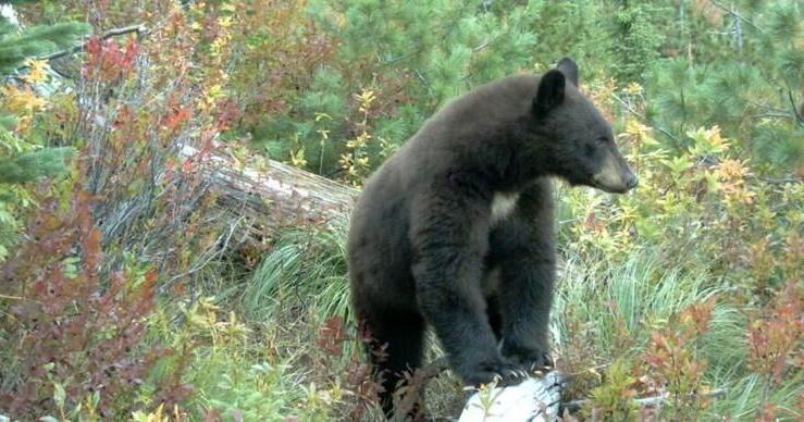 Fish and Game kills black bear sow, cub that attacked man near Victor ...
