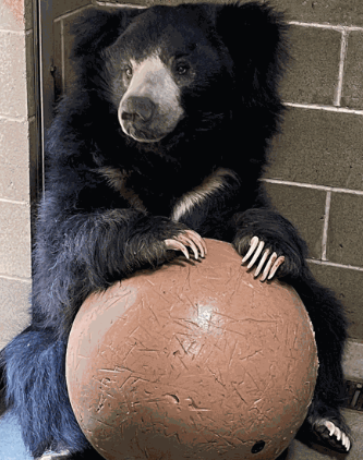 Mick, the sloth bear, dies at local zoo | Idaho ...