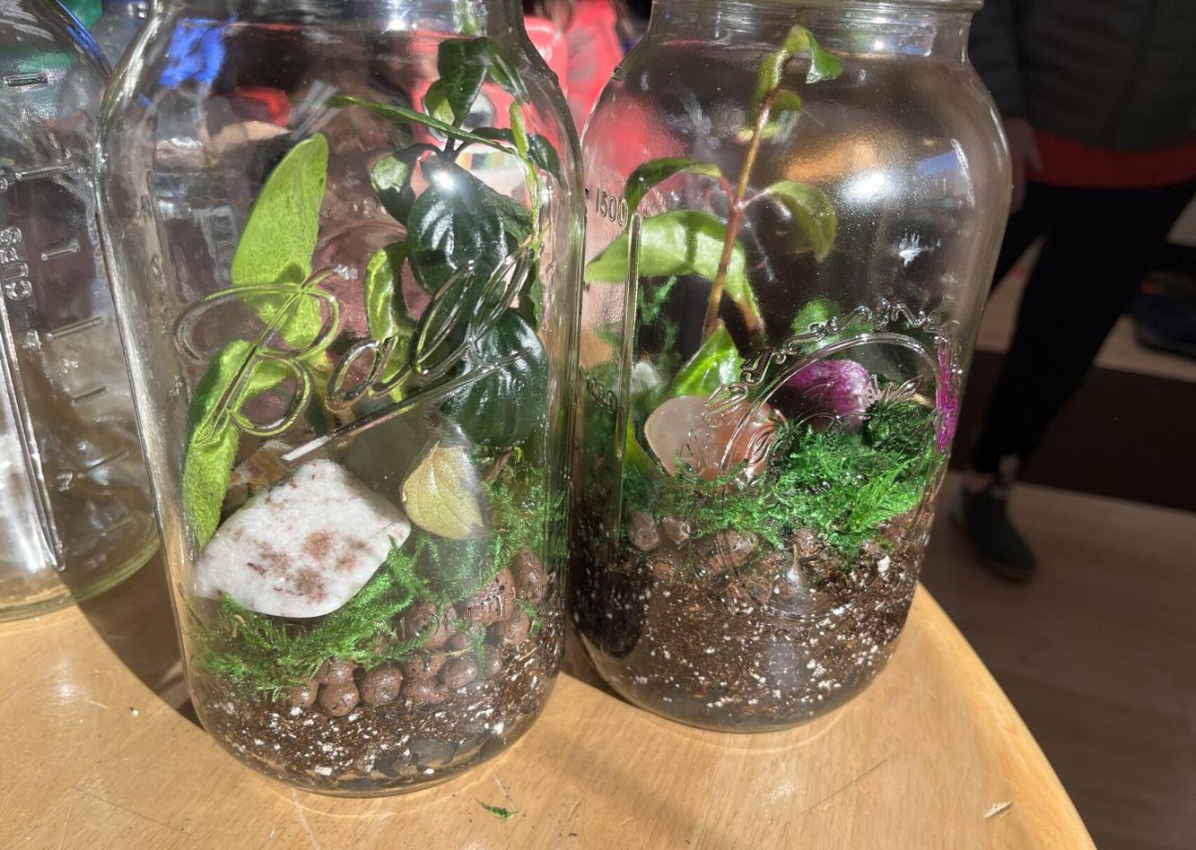 'Build a Proper Terrarium' at the Ashton Library this month | Local ...