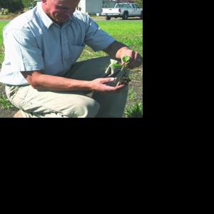 Egin Bench farmers testing cover crops to reduce erosion | News ...
