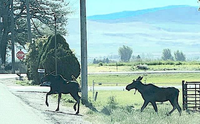 2 moose wander into northwest Pocatello area neighborhood | Local News ...