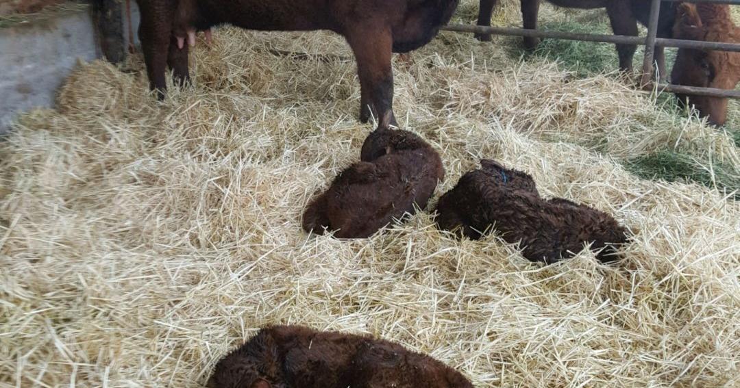 Local cow gives birth to triplets | Zoology | rexburgstandardjournal.com