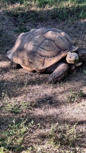 Tortoise Oogway found; thinks he's a horse after days in a pony pasture ...