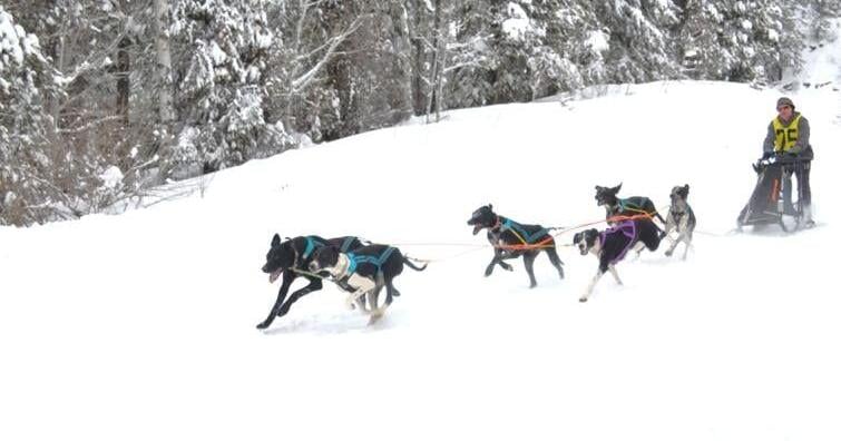 Mushers, dogs gearing up for American Dog Derby | Local News ...