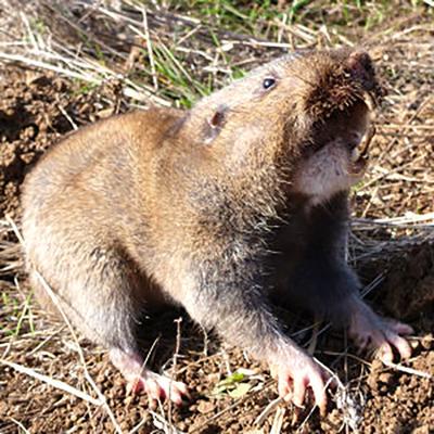 Meet Idaho’s smallest miner, the pocket gopher | Outdoors ...