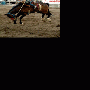 Bullriders end up in three-way tie for first at Whoopee Days Rodeo ...