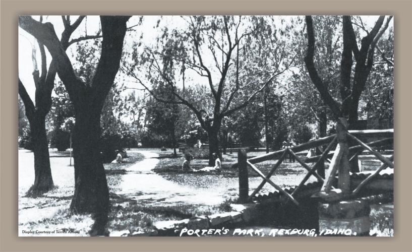 City plans to replant iconic white trees in Porter Park ...