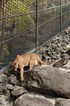 Pocatello's Zoo Idaho latest target in mysterious nationwide wave of ...