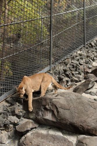 Pocatello's Zoo Idaho latest target in mysterious nationwide wave of ...